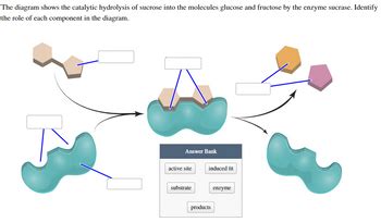 Answered The Diagram Shows The Catalytic Hydrolysis Of Sucrose Into