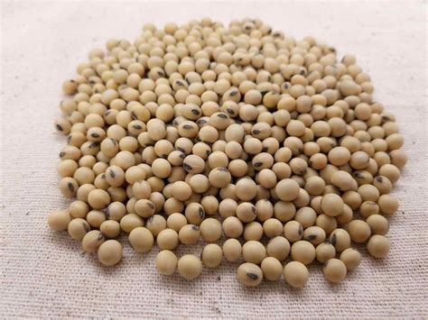 Organic Soybean Farming Production Process Agri Farming