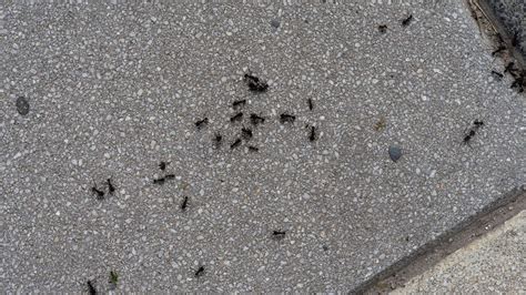 How To Get Rid Of Ants In Driveway Cracks Conquer Critters