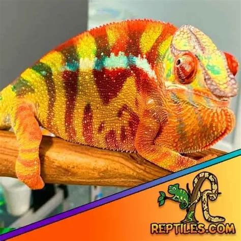 Sambava Panther Chameleon For Sale Sambava Chameleons Sale