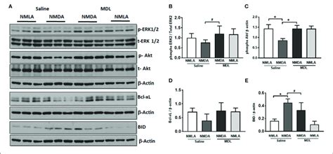 Mdl Treatment Upregulated Survival Signaling In Nmda Retina A Download Scientific Diagram