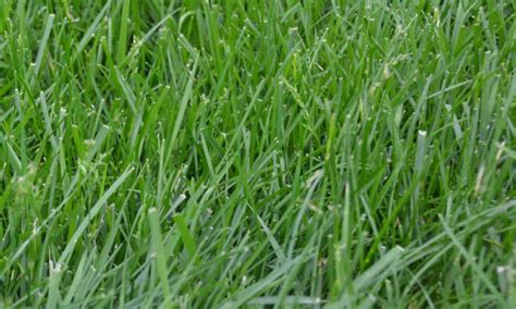 Kentucky 31 Tall Fescue Review And Guide Turfandtill