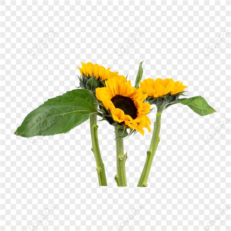 식물 꽃 해바라기 씨앗 해바라기화려한초록꽃들 Png 일러스트 무료 다운로드 Lovepik