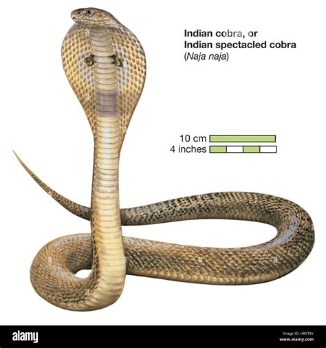 Reptilia Naja Diagram