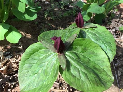 Beautiful Spring Wildflowers And Wildflower Hikes In Northern Virginia