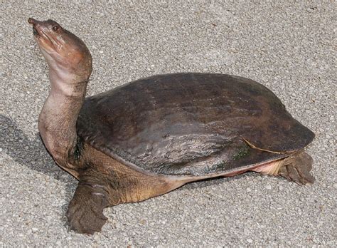 Filefloridasoftshellturtle Cropped Wikimedia Commons