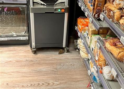 Şobolan Surprins în Magazinul Mega Image Domenii Anpc Zona De Bake Off închisă S A Făcut