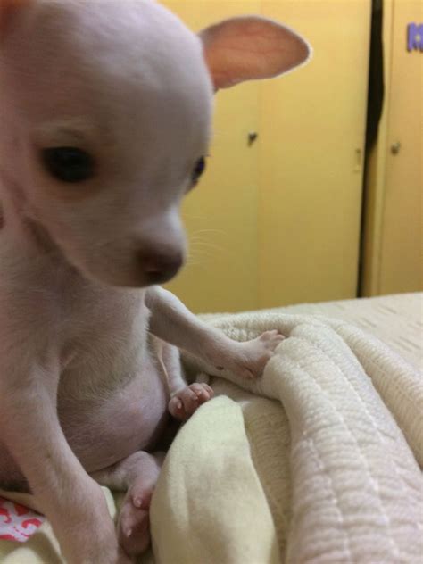 Bebe Panzón Mascotas Bonitas Perros Perrito