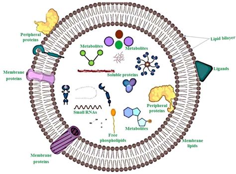 What Is Plant Derived Exosome Creative Biostructure