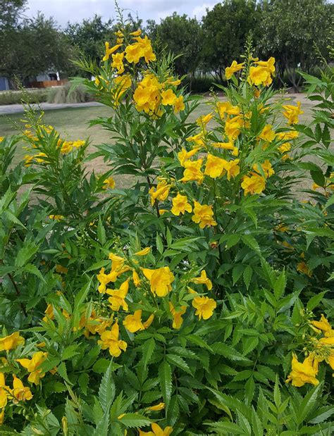 Tecoma Stans Eperanza Yellow Bells Yellow Elder Tronodor