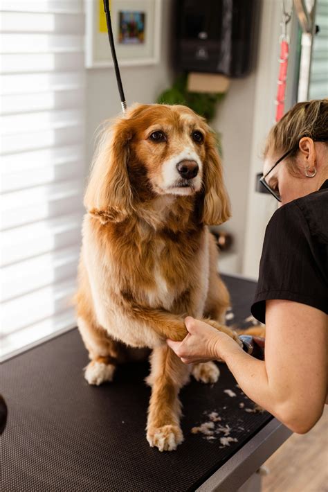 The Benefits Of Pet Grooming Classes