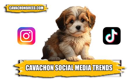 Cavachon Size Guide Extra Small Small Medium And Large Sizes Cavachon Breed