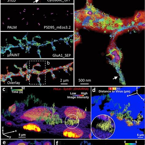 Multiscale Imaging By Combining Distinct Microscopy Modalities A Sted Download Scientific