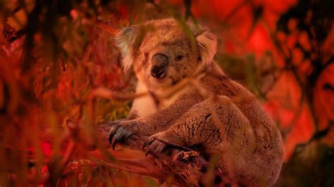 Preview Of Australian Bushfire Rescue Nature