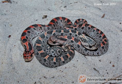 Heterodon Simus Terrarium
