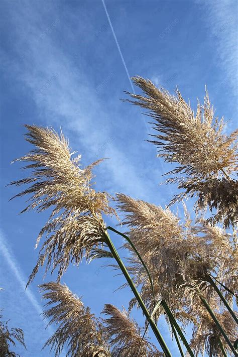 Pampas Grass Natural Plant Foliage Photo Background And Picture For Free Download Pngtree
