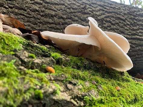 2023 Foraging Class Schedule W I L D G O O D S Foraged Food