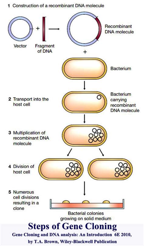 Introduction To Recombinant Dna Technology And Gene Cloning Bio