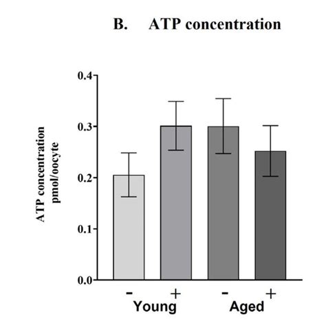 Pbe Rate Atp Concentration And Mtdna Copy Number In Mouse Oocytes Download Scientific Diagram