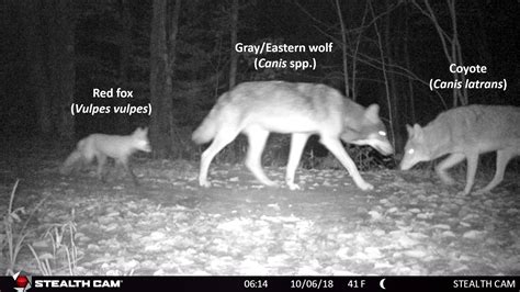 Wolf Vs Coyote Outdoor Life
