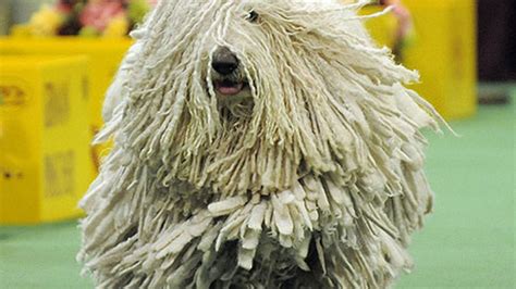 Komondor Wallpapers Full Hd 77474 Baltana