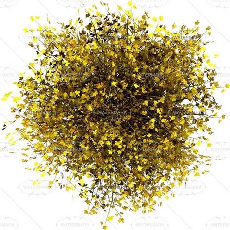 Flowers Shrub Plan View