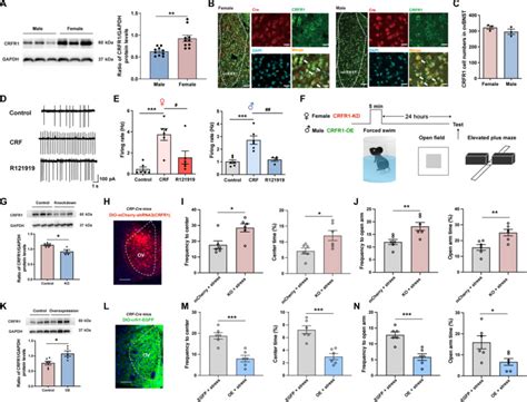 Hyperexcitation Of Ovbnst Crf Neurons During Stress Contributes To