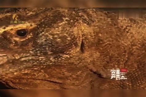 野猪真是活腻了敢和科莫多巨蜥抢吃的！