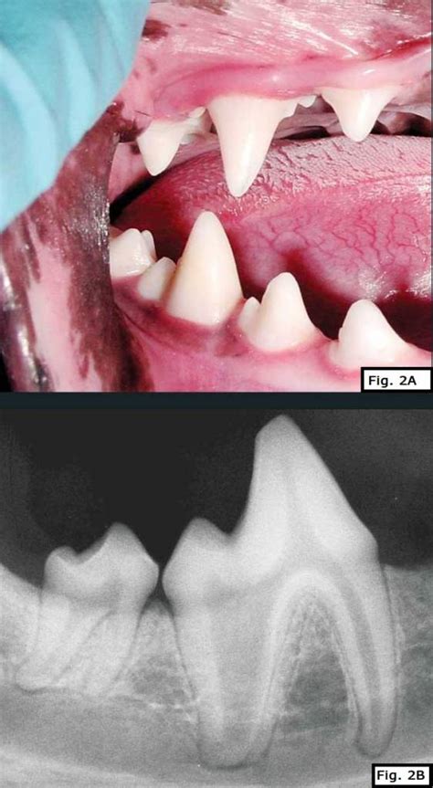 The Other Ed Ectodermal Dysplasia Veterinary Practice News