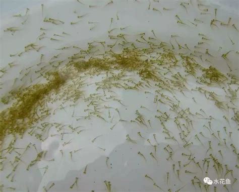 魚類的生長規律和影響魚類生長的因素 每日頭條
