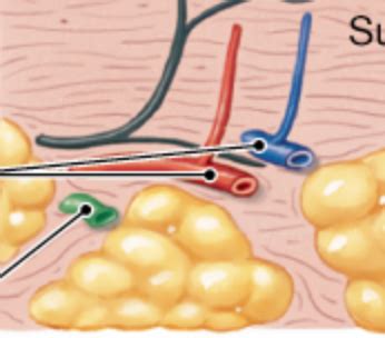 Ch INTEGUMENTARY Flashcards Quizlet