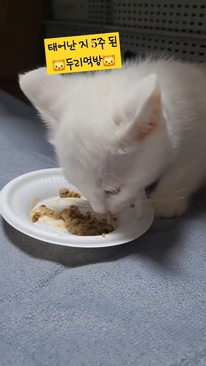 고양이집사 고양이입양 새끼고양이 먹방 Youtube