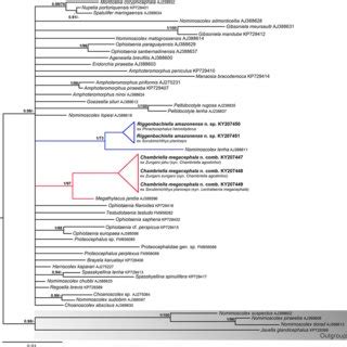 Tree Resulting From Bayesian Inference BI Analysis Of Partial D1 D3