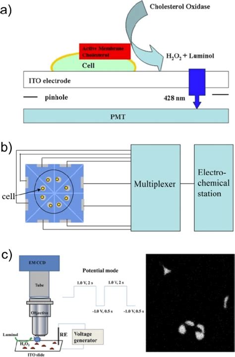 Different Setups Of Luminol Ecl For The Analysis Of Cholesterol On Cell