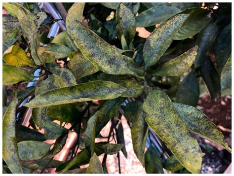 Sensors Free Full Text Sooty Mold Detection On Citrus Tree Canopy