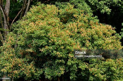 Osmanthus Fragrans 향기로운 올리브 활엽수 상록 관목 올리브 가족의 빽빽한 습관을 가진 나무 0명에 대한 스톡