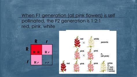 Mendel Laws Of Inheritance Part 3 Pdf Genetics Science