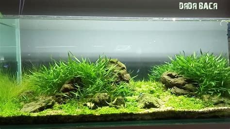 Tetra Medica FungiStop! Препарат для лечения грибковых, инфекционных и ...