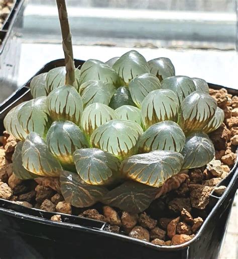 Alien Egg Succulent Unveiling The Enigmatic Beauty Of Haworthia Cooperi
