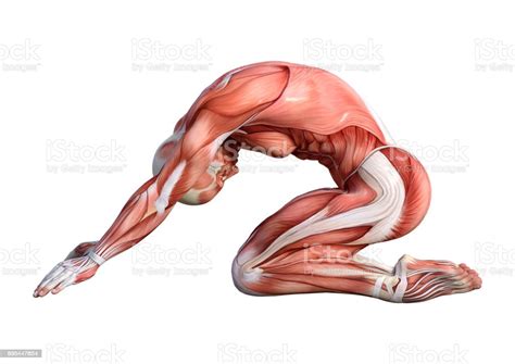화이트에 요가 운동 근육 지도와 3d 렌더링 남성 해부학 그림 근육에 대한 스톡 사진 및 기타 이미지 근육 근육질 체격 요가 Istock