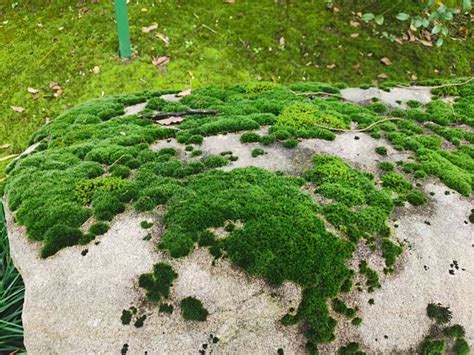 长满青苔的石头