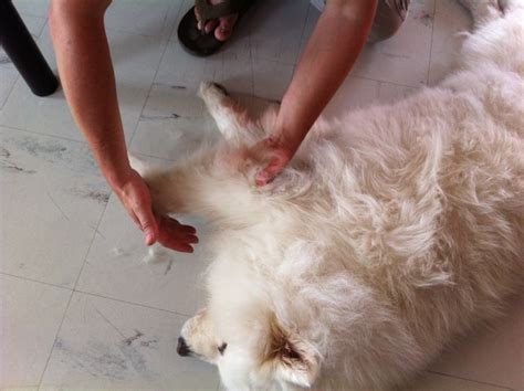 Le Massage Canin Son Rôle Ses Bienfaits Pour Le Chien Un