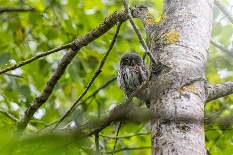 欧亚侏儒猫头鹰 猫头鹰栖息在树枝上 猫头鹰 Glaucidium Pixabay上的免费照片 Pixabay