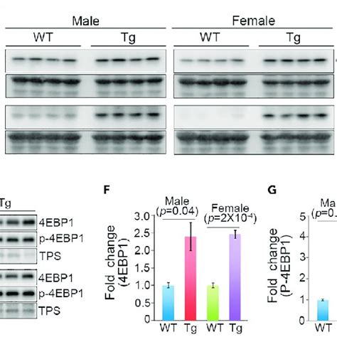 Activation Of Integrated Stress Response Isr And Transcriptional