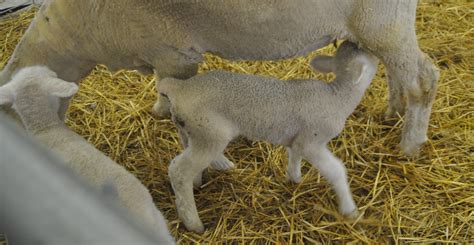Benefits Of Tail Docking Sheep At Jennie Wilson Blog
