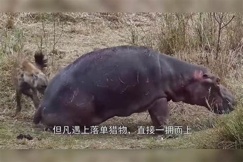 鬣狗被狮子咬断后腿，被迫用2条腿逃命，网友：四驱变两驱！后腿网友鬣狗