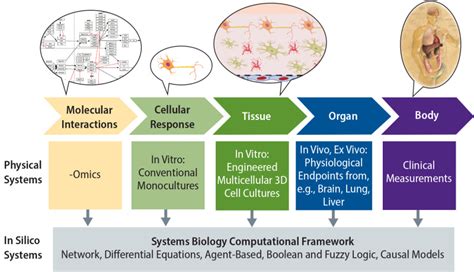 figure 1 hierarchical structure of a multiscale systems biology