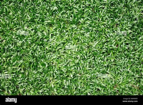Green Grass Background Natural Background Texture Fresh Spring Green