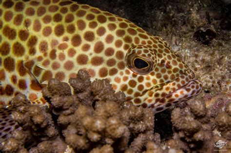 Honeycomb Grouper Facts And Photographs Seaunseen