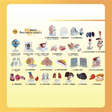 各類醫療用人體模型 中醫模型 西醫模型 動物模型 教學模型 針灸穴位模型 附發票 蝦皮購物